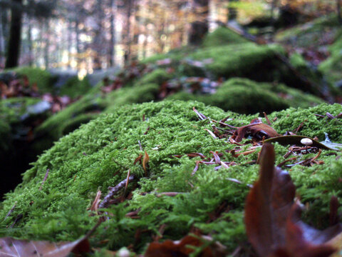 "Mossy Tree" Imagens – Procure 475 fotos, vetores e vídeos | Adobe Stock