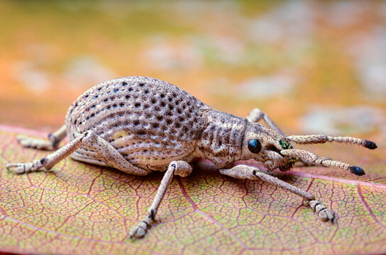 "Snout Beetle Images – Parcourir 15,716 le catalogue de photos ...