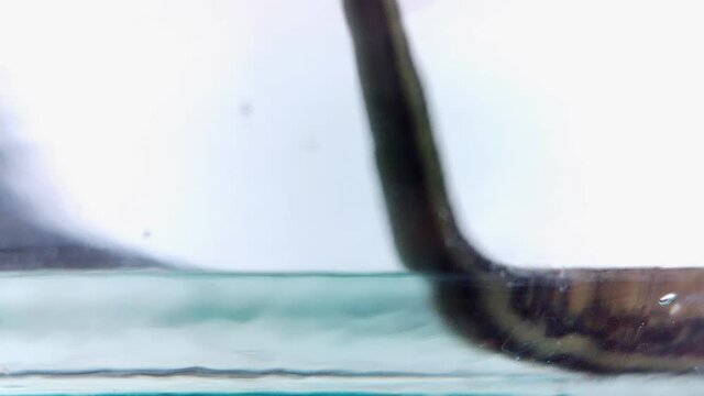 รูปภาพHirudinidae – เลือกดูภาพถ่ายสต็อก เวกเตอร์ และวิดีโอ107 | Adobe Stock