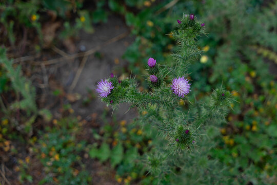 Imágenes de Cardus: descubre bancos de fotos, ilustraciones, vectores y ...