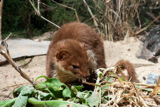 Muishond bilder – Bläddra bland 13 stockfoton, vektorer och videor ...
