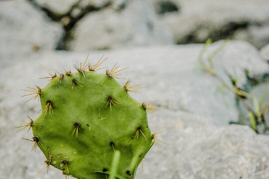 LAS 458 MEJORES IMÁGENES, FOTOS DE ARCHIVO Y VECTORES DE Penca | Adobe ...