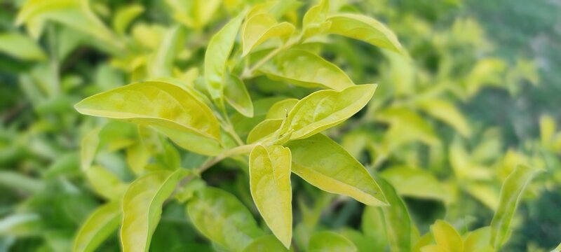 Singil Images – Browse 18 Stock Photos, Vectors, and Video | Adobe Stock