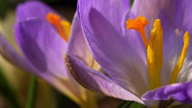 Crocus Video Footage – Browse 5,836 HD Stock Video and Footage | Adobe ...