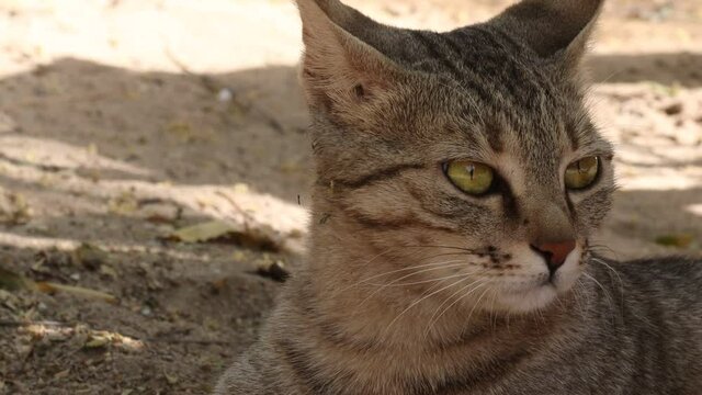 "Single Cat" Images – Browse 87 Stock Photos, Vectors, and Video ...