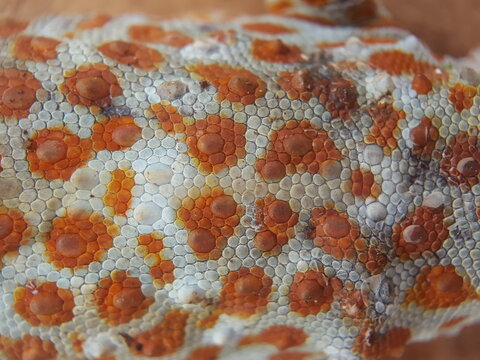 Gecko Skin Images – Browse 21,482 Stock Photos, Vectors, and Video ...