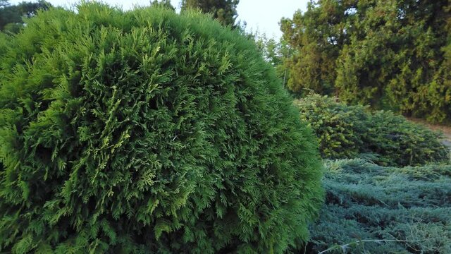 "Juniper Bush" Images – Browse 1,528 Stock Photos, Vectors, and Video ...