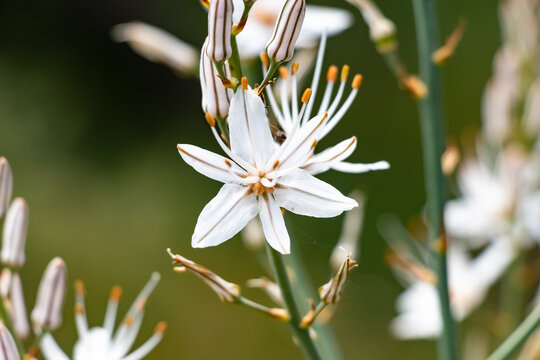 Asphodel Images – Browse 1,764 Stock Photos, Vectors, and Video | Adobe ...