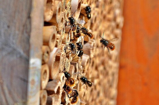 Roj Images – Browse 1,872 Stock Photos, Vectors, and Video | Adobe Stock