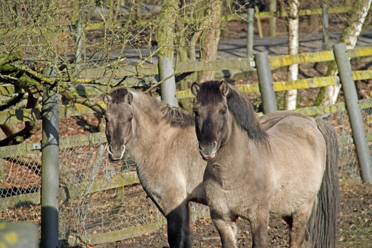 Huftiere bilder – Bläddra bland 2,047 stockfoton, vektorer och videor ...