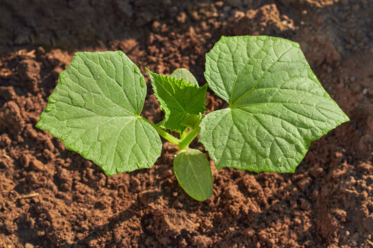 Young Cucumber Plant