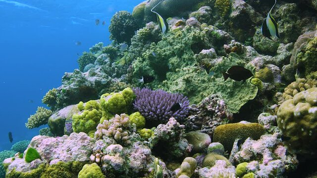 Reefscape Images – Browse 1,930 Stock Photos, Vectors, and Video ...