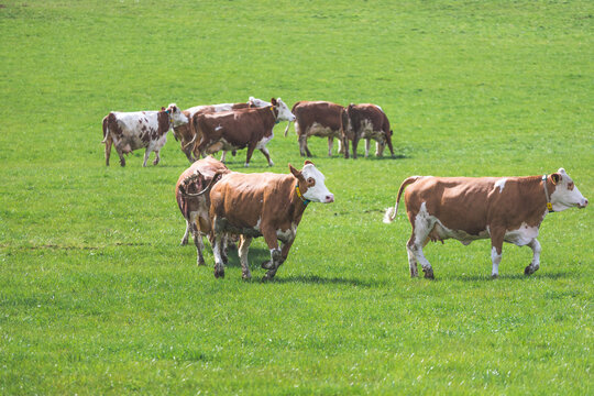 Commercial Mixed Farming