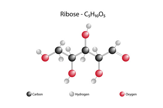 Ribose Structural Formula
