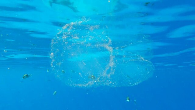 Pyrosomida Bilder – Durchsuchen 58 Archivfotos, Vektorgrafiken und ...