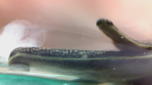 รูปภาพHirudinidae – เลือกดูภาพถ่ายสต็อก เวกเตอร์ และวิดีโอ114 | Adobe Stock