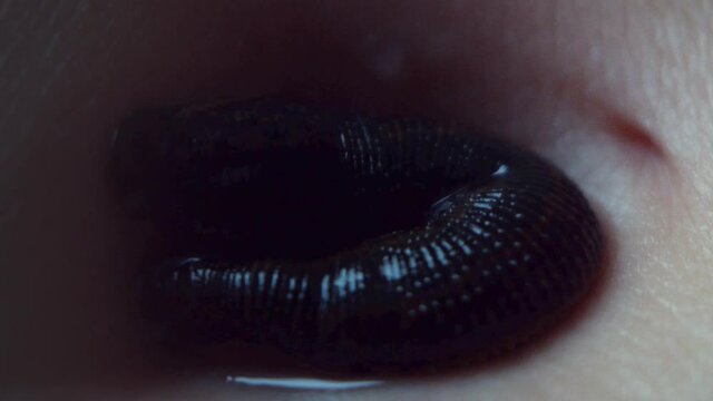 รูปภาพHirudinidae – เลือกดูภาพถ่ายสต็อก เวกเตอร์ และวิดีโอ107 | Adobe Stock