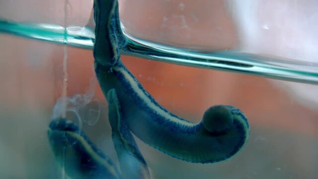 รูปภาพHirudinidae – เลือกดูภาพถ่ายสต็อก เวกเตอร์ และวิดีโอ107 | Adobe Stock