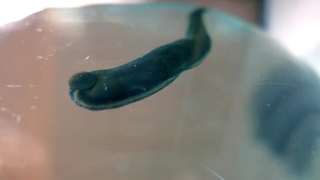 รูปภาพHirudinidae – เลือกดูภาพถ่ายสต็อก เวกเตอร์ และวิดีโอ107 | Adobe Stock