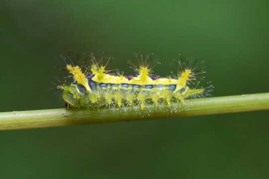 Limacodidae Bilder – Durchsuchen 313 Archivfotos, Vektorgrafiken und ...