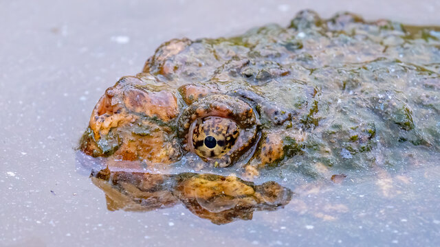 รูปภาพChelydridae – เลือกดูภาพถ่ายสต็อก เวกเตอร์ และวิดีโอ1,709 | Adobe ...