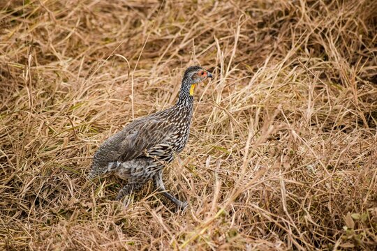 Galiformes Images – Browse 56 Stock Photos, Vectors, and Video | Adobe ...