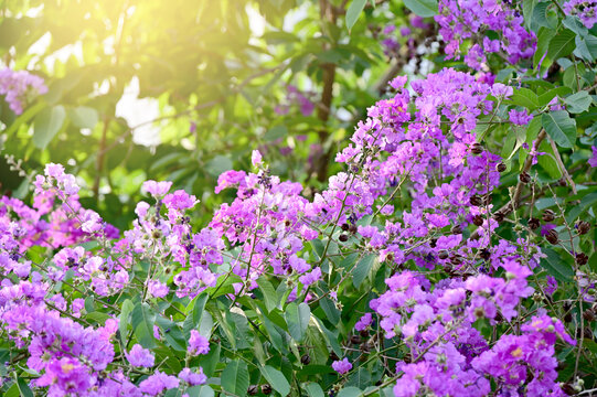 Pyinma Images – Browse 123 Stock Photos, Vectors, and Video | Adobe Stock