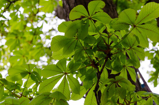 Marronnier Bilder – Durchsuchen 802 Archivfotos, Vektorgrafiken und ...