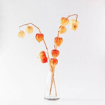 Judenkirsche Bilder – Durchsuchen 41,631 Archivfotos, Vektorgrafiken ...