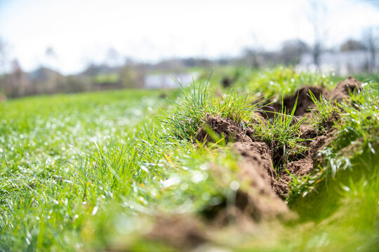 「Grasnarbe」の写真素材 | 458件の無料イラスト画像 | Adobe Stock