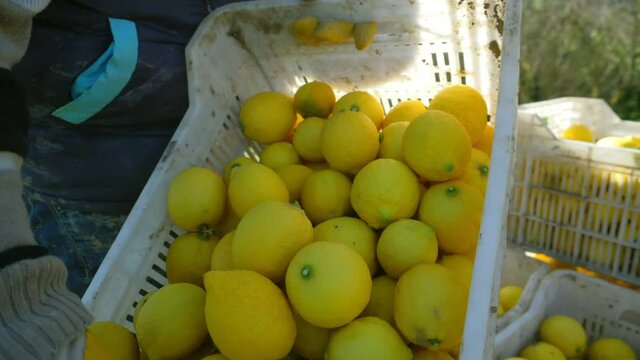 "Lemon Background" Images – Browse 1,357 Stock Photos, Vectors, and ...