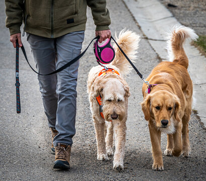 Behaving Images – Browse 82,959 Stock Photos, Vectors, and Video ...