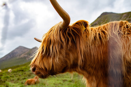 รูปภาพCaw – เลือกดูภาพถ่ายสต็อก เวกเตอร์ และวิดีโอ4,850 | Adobe Stock