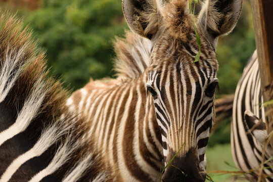 รูปภาพKurokutok – เลือกดูภาพถ่ายสต็อก เวกเตอร์ และวิดีโอ1,546 | Adobe Stock