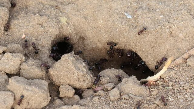 "Ant House" Bilder – Durchsuchen 254 Archivfotos, Vektorgrafiken und ...