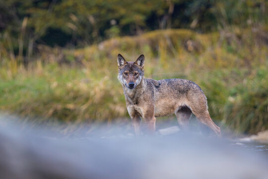 Kojot bilder – Bläddra bland 138 stockfoton, vektorer och videor ...