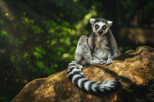 รูปภาพLemuriformes – เลือกดูภาพถ่ายสต็อก เวกเตอร์ และวิดีโอ47,162 ...