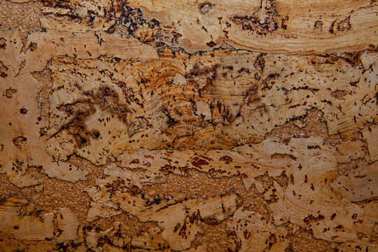 Corkwood Bilder – Durchsuchen 1,048 Archivfotos, Vektorgrafiken und ...
