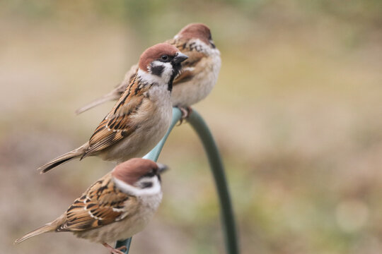 Elstern Bilder – Durchsuchen 37,605 Archivfotos, Vektorgrafiken und ...