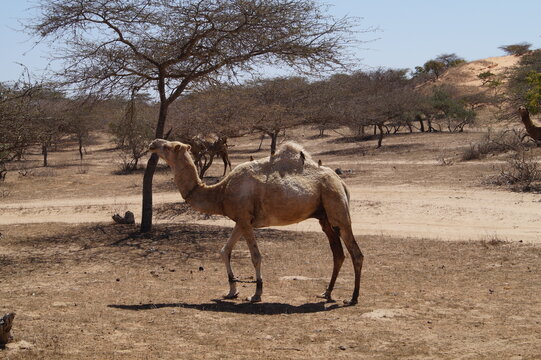 Lompoul Bilder – Durchsuchen 135 Archivfotos, Vektorgrafiken und Videos ...