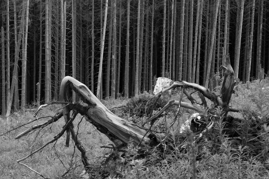 Sephia Bilder – Durchsuchen 1,414 Archivfotos, Vektorgrafiken und ...