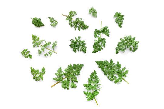 French Parsley