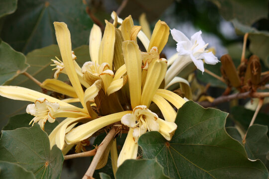 Karnikara Images – Browse 4 Stock Photos, Vectors, and Video | Adobe Stock