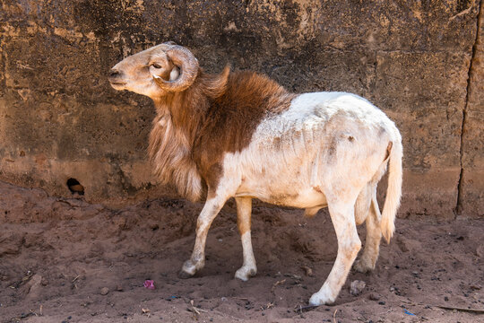 「Menz」の写真素材 | 63件の無料イラスト画像 | Adobe Stock