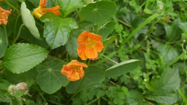 Nose-Tweaker Images – Browse 73 Stock Photos, Vectors, and Video ...