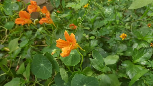 Nose-Tweaker Images – Browse 73 Stock Photos, Vectors, and Video ...