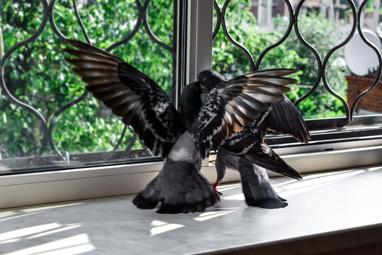 รูปภาพFlapping – เลือกดูภาพถ่ายสต็อก เวกเตอร์ และวิดีโอ159,068 | Adobe ...