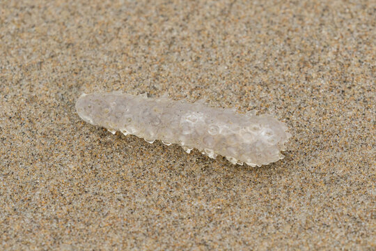 Imagens de Pyrosomida – Explore Fotografias do Stock, Vetores e Vídeos ...