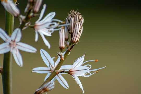 Asphodel Flower Drawing