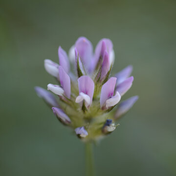 Xanthotoxin Images – Browse 37 Stock Photos, Vectors, and Video | Adobe ...